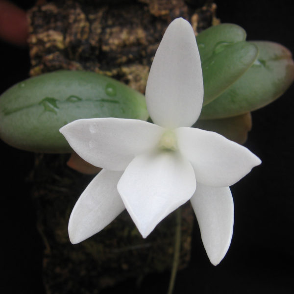 Shop – OLYMPIC ORCHIDS