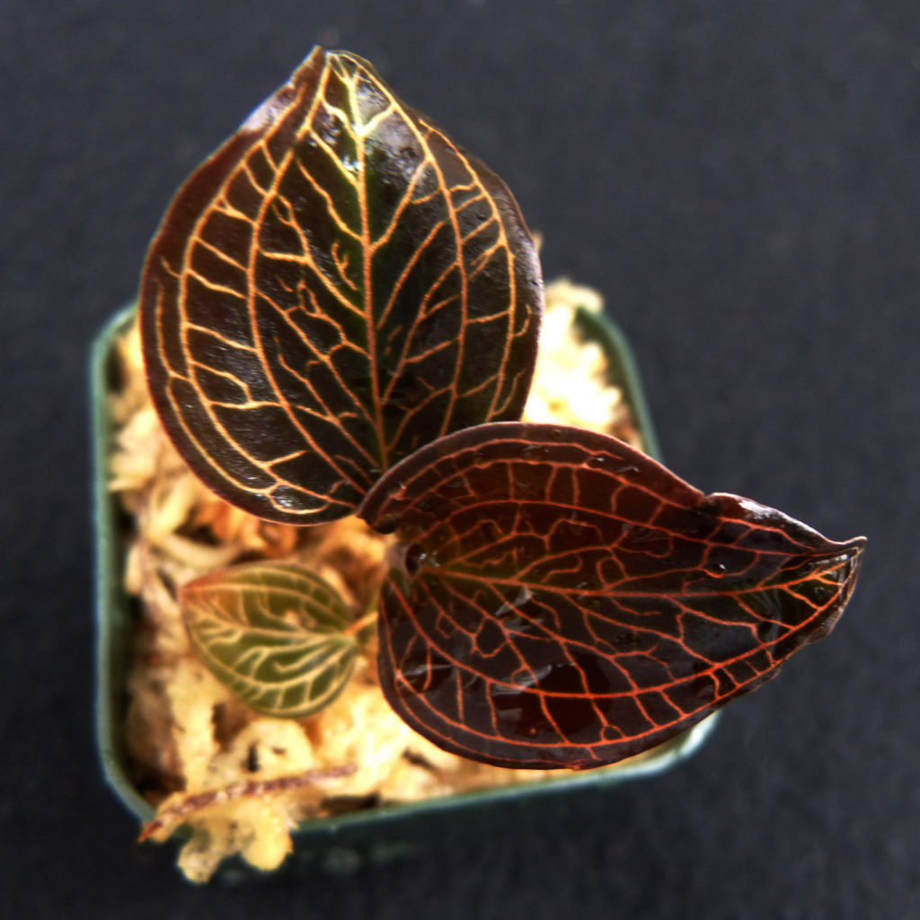 Shop – OLYMPIC ORCHIDS