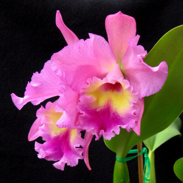 Shop – OLYMPIC ORCHIDS