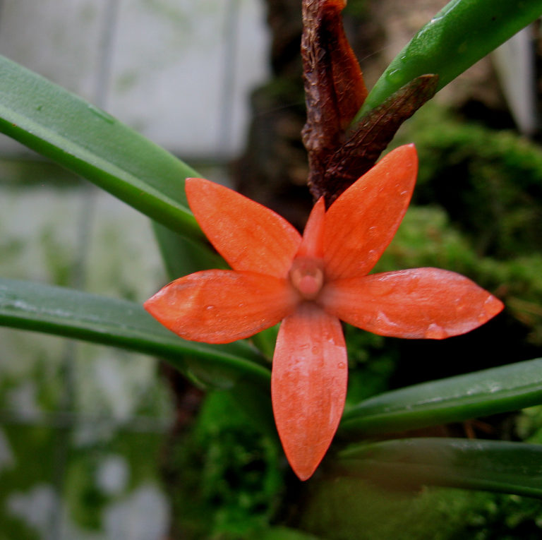 Shop – OLYMPIC ORCHIDS