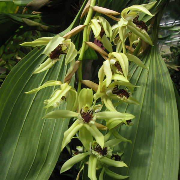 Products – OLYMPIC ORCHIDS