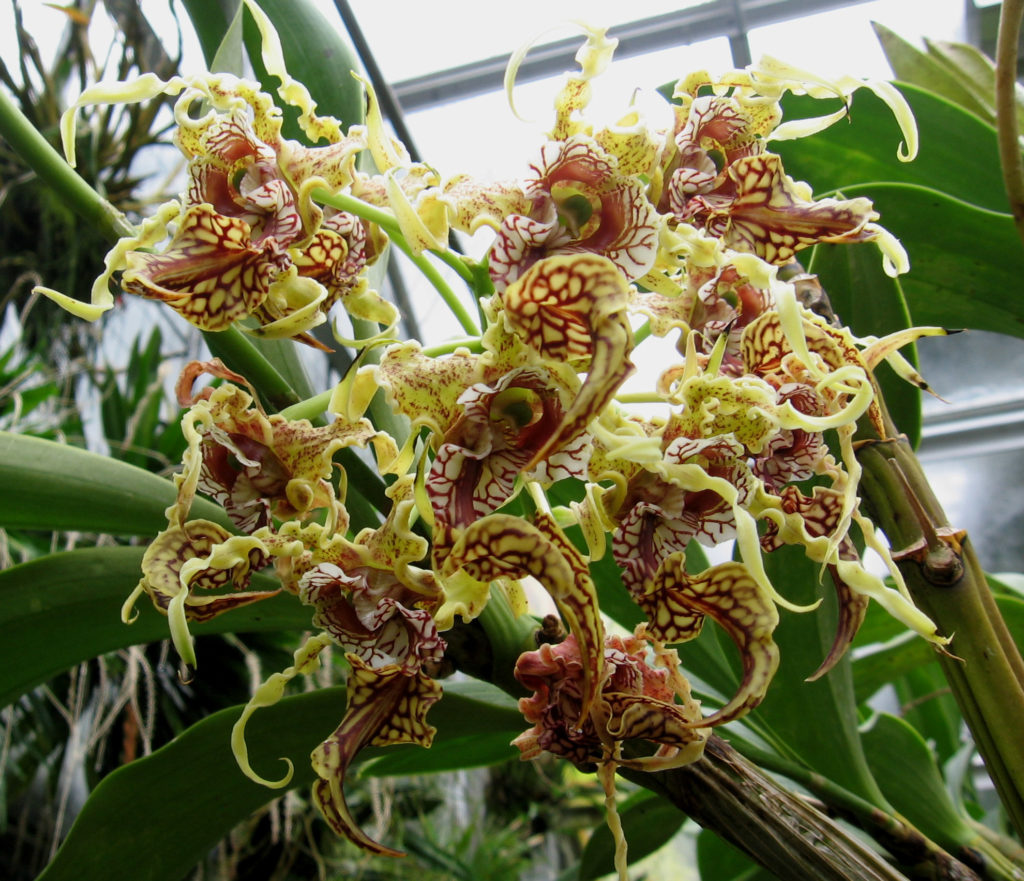 Dendrobium spectabile – OLYMPIC ORCHIDS