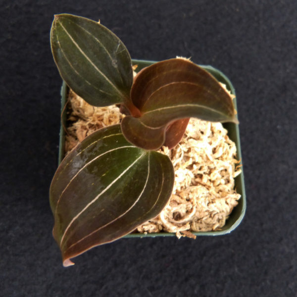 Bapticidium Little Dragon – OLYMPIC ORCHIDS