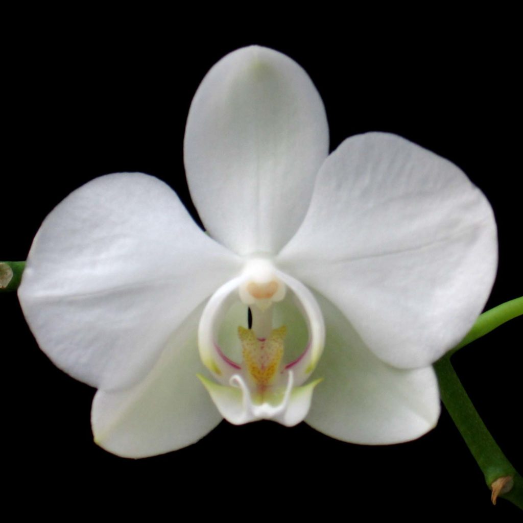 Phalaenopsis amabilis – OLYMPIC ORCHIDS