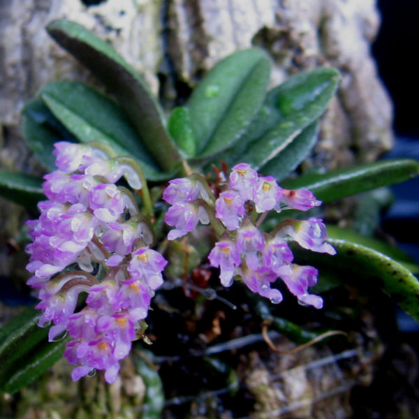 Shop – OLYMPIC ORCHIDS