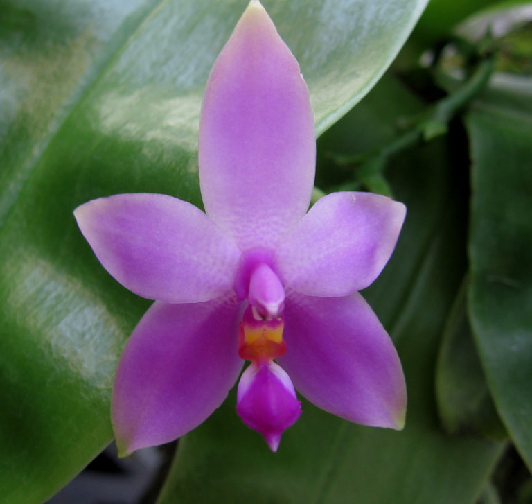 Phalaenopsis violacea var indigo x red – OLYMPIC ORCHIDS
