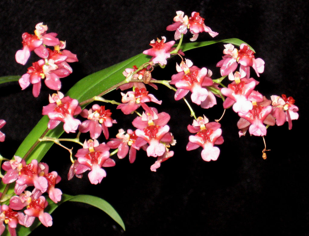 Oncidium Twinkle ‘Pink Profusion’ – OLYMPIC ORCHIDS