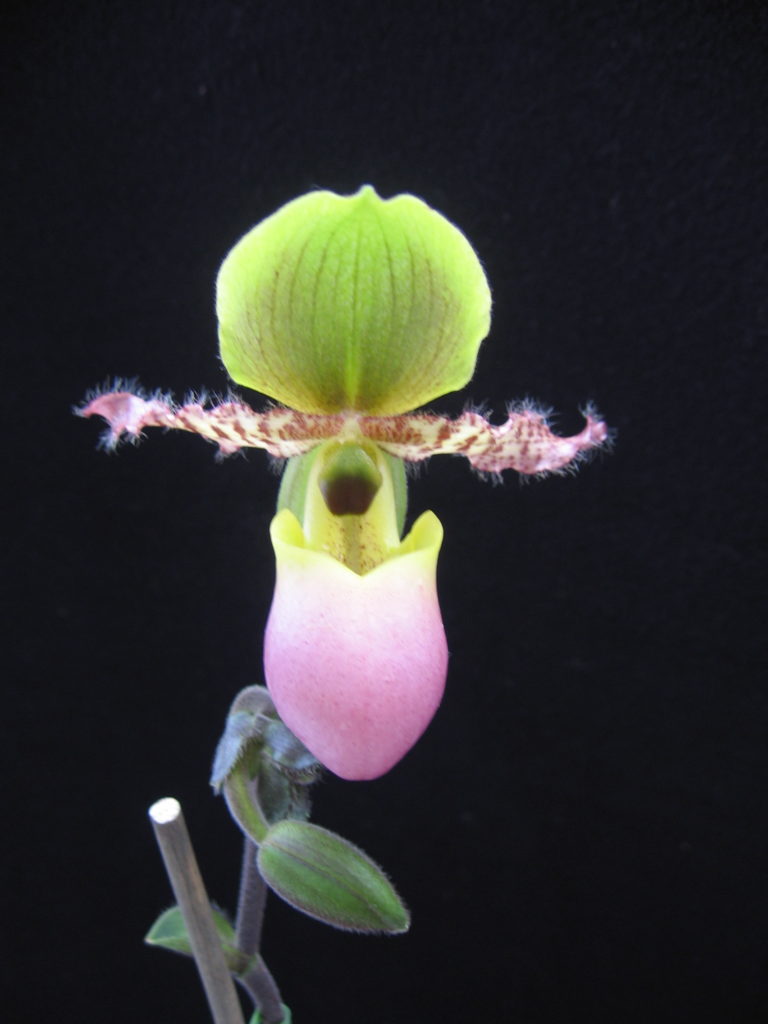 Paphiopedilum glaucophyllum – OLYMPIC ORCHIDS