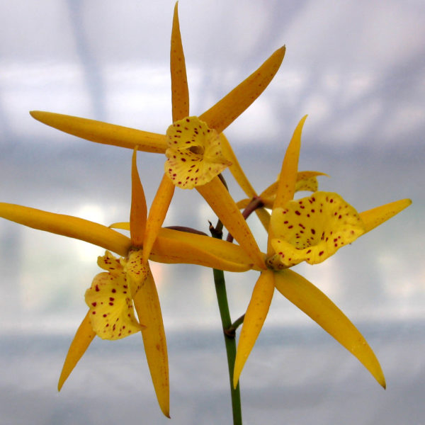 All Orchids – OLYMPIC ORCHIDS