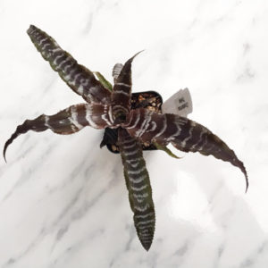 Cryptanthus Absolute Zero – OLYMPIC ORCHIDS