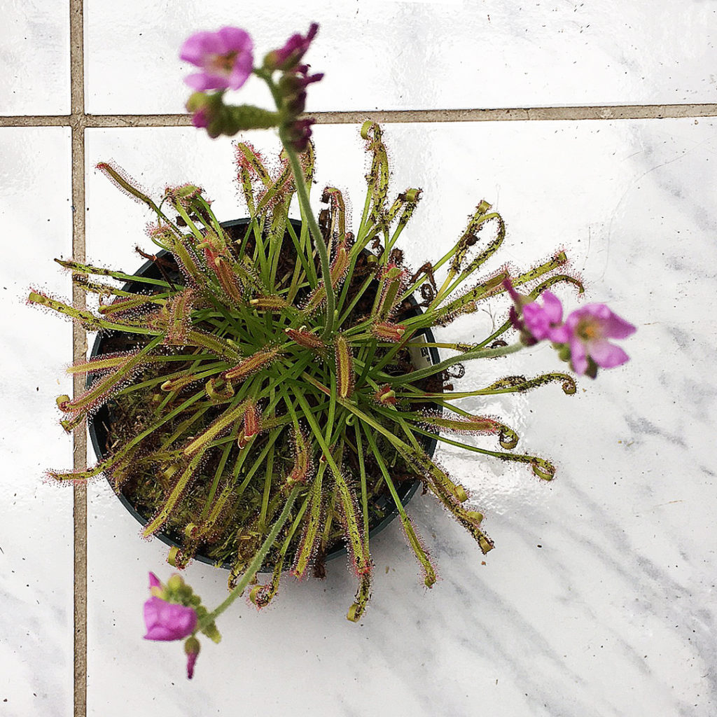 Drosera capensis – OLYMPIC ORCHIDS