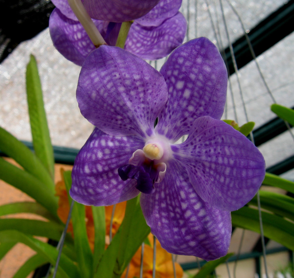 Vanda Srakaew ‘Hawaii’ – OLYMPIC ORCHIDS