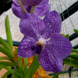 Grammatocymbidium Pakkret Garuda x Gram Crownfox Leopard – OLYMPIC ORCHIDS