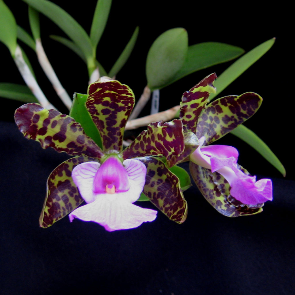 Bc Hippodamia x C Small World – OLYMPIC ORCHIDS