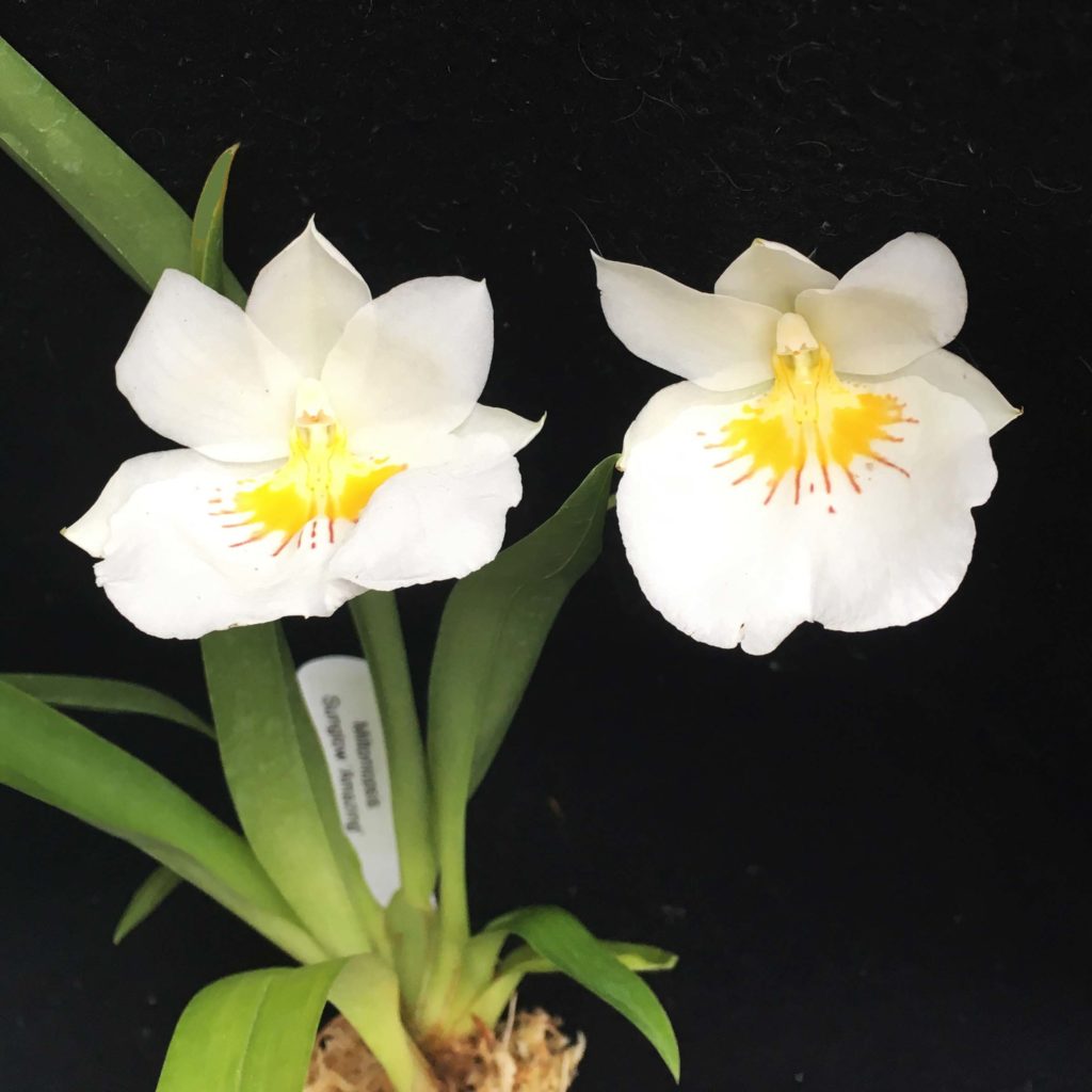 Miltoniopsis Golden Snows ‘White Light’ – OLYMPIC ORCHIDS