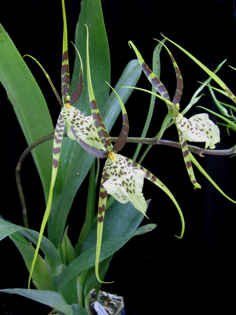 Brassia Aunty Diana Aki ‘Stefanie Munn’ – OLYMPIC ORCHIDS