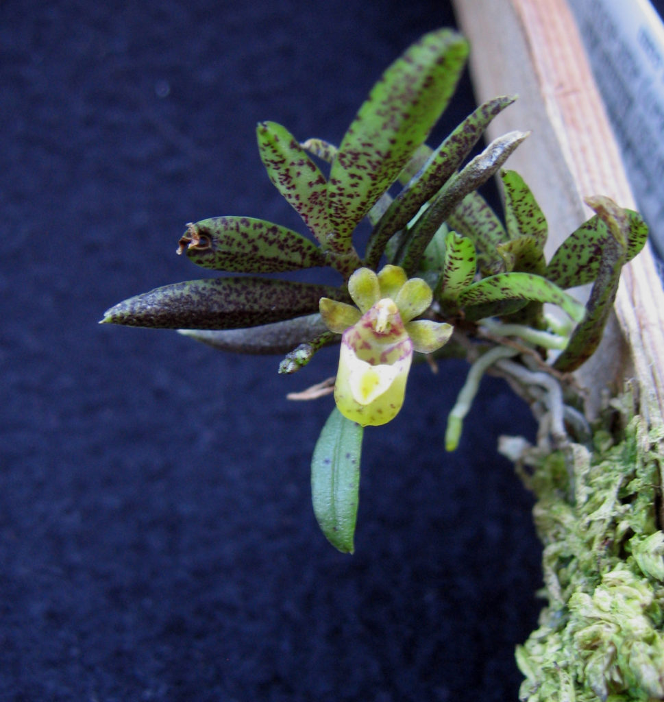 Gastrochilus fuscopunctatus – OLYMPIC ORCHIDS