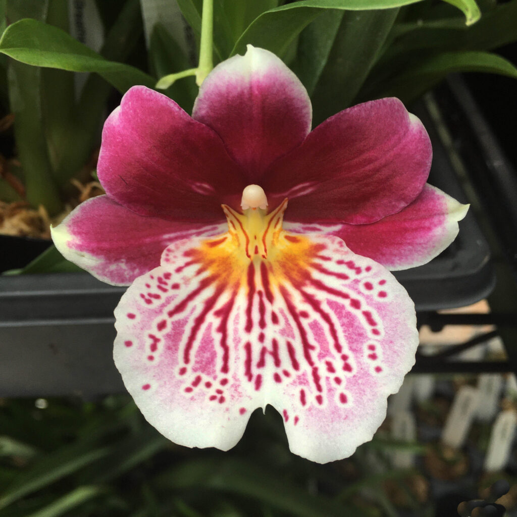 Miltoniopsis Breathless ‘Beauty’ – OLYMPIC ORCHIDS