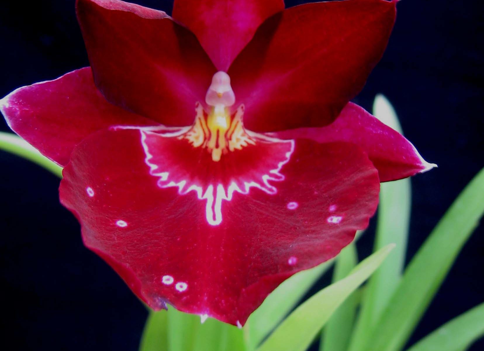 Miltoniopsis Breathless ‘Florence’ – OLYMPIC ORCHIDS