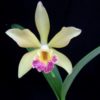 Blc Hawaiian Leopard ‘Mei-Ling’ – OLYMPIC ORCHIDS