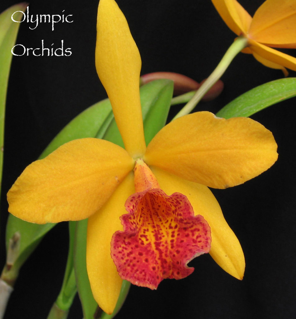 Blc Copper Queen – OLYMPIC ORCHIDS