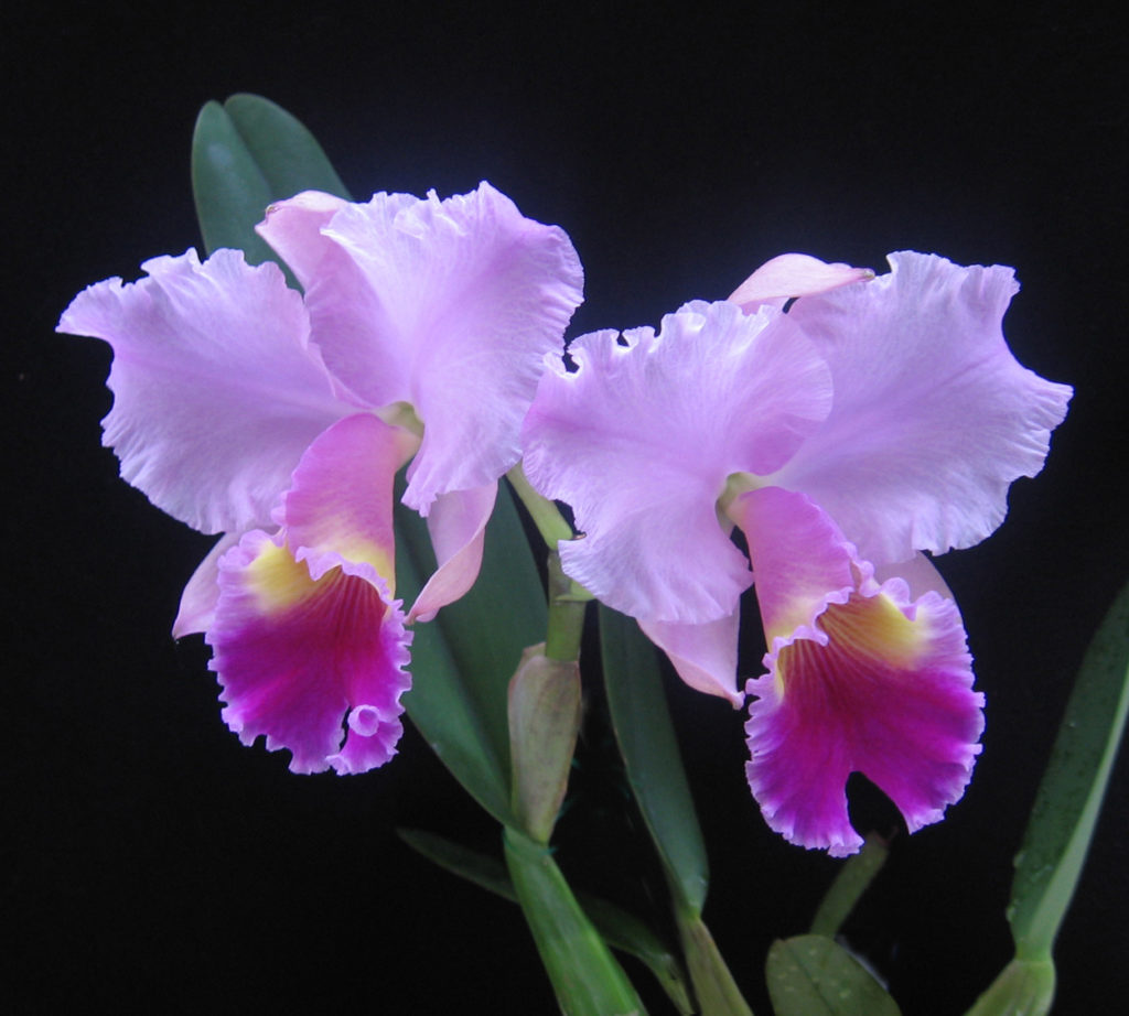 C Horace ‘Maxima’ x Blc Chia Lin ‘Golden Super’ – OLYMPIC ORCHIDS