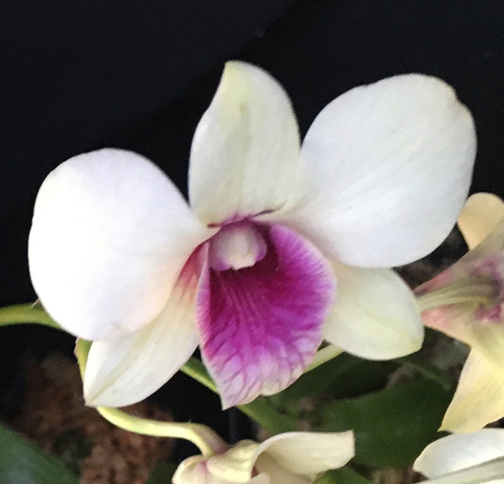 Dendrobium New Burana – OLYMPIC ORCHIDS