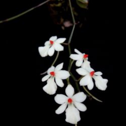 All Orchids – OLYMPIC ORCHIDS