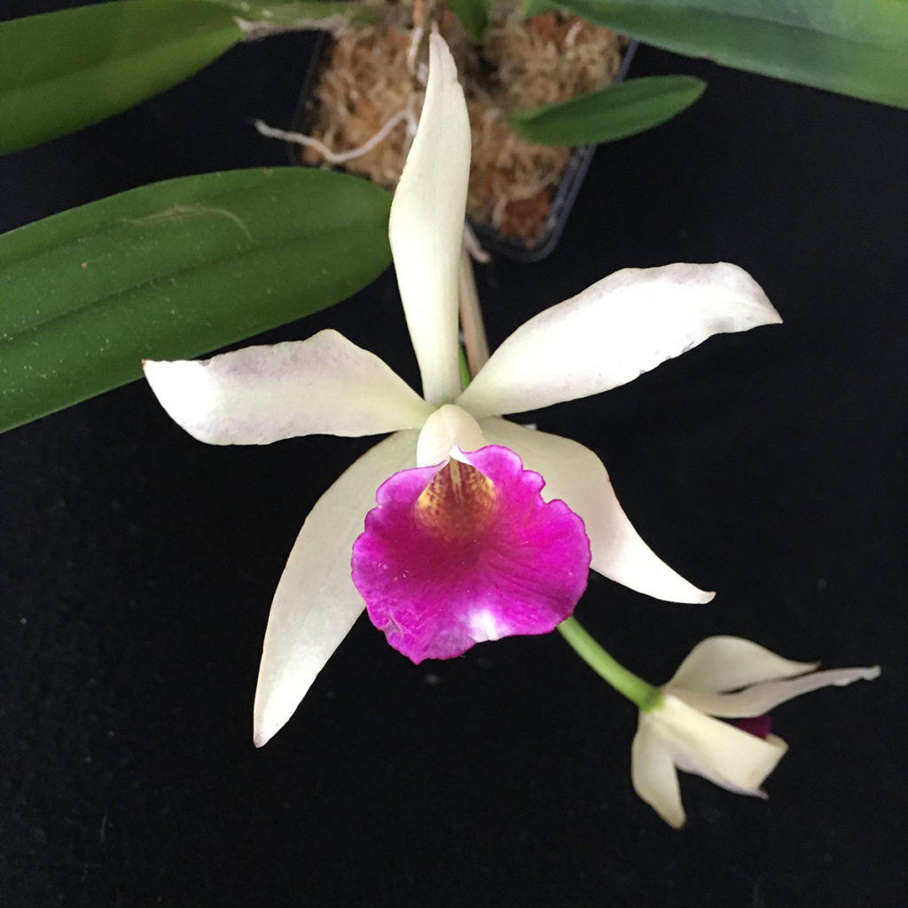 Rlc Siam Red x Nakornchaisri Delight – OLYMPIC ORCHIDS