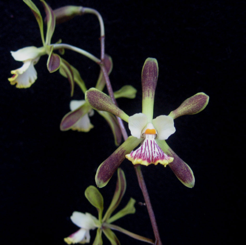 Encyclia Borincana – OLYMPIC ORCHIDS