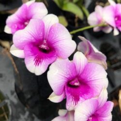 Blc Hawaiian Leopard ‘Mei-Ling’ – OLYMPIC ORCHIDS