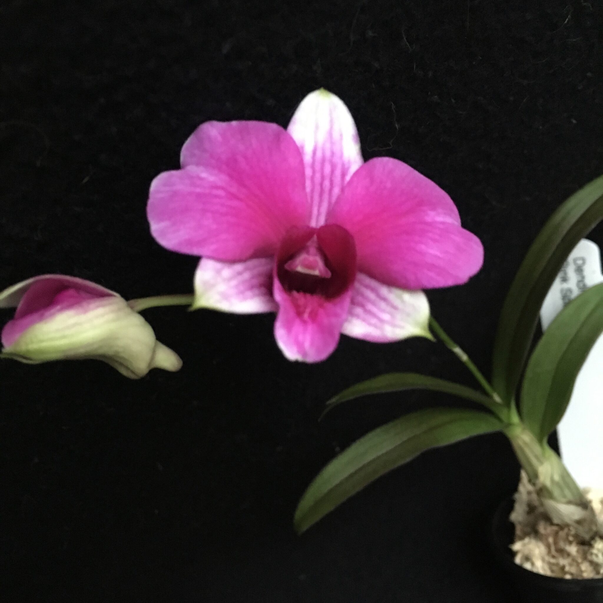 Dendrobium Pink Sparkle – OLYMPIC ORCHIDS