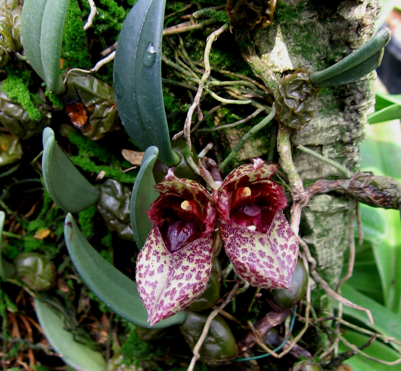 Bulbophyllum frostii – OLYMPIC ORCHIDS