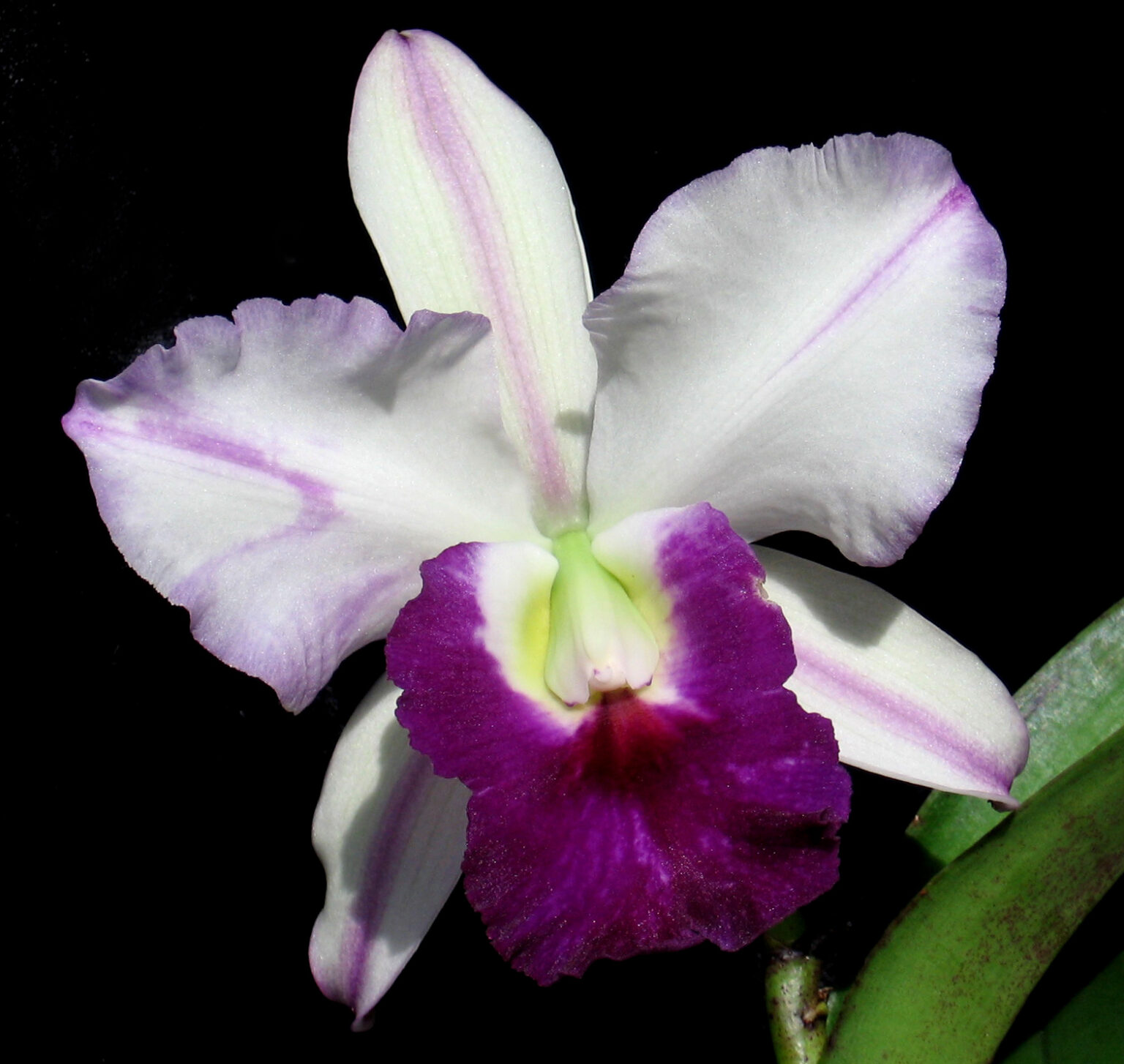 Rlc Monthatip Holiday – OLYMPIC ORCHIDS