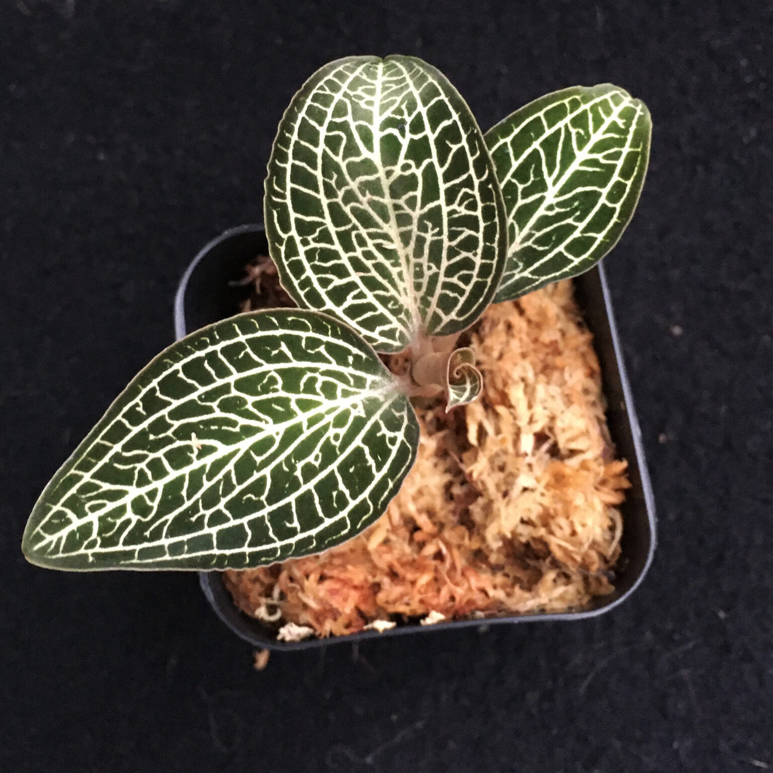 Ludochilus Poly – OLYMPIC ORCHIDS